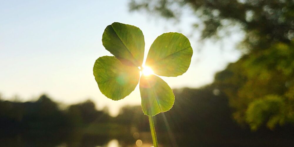 Que faire quand on trouve un trèfle à 4 feuilles ? | CT